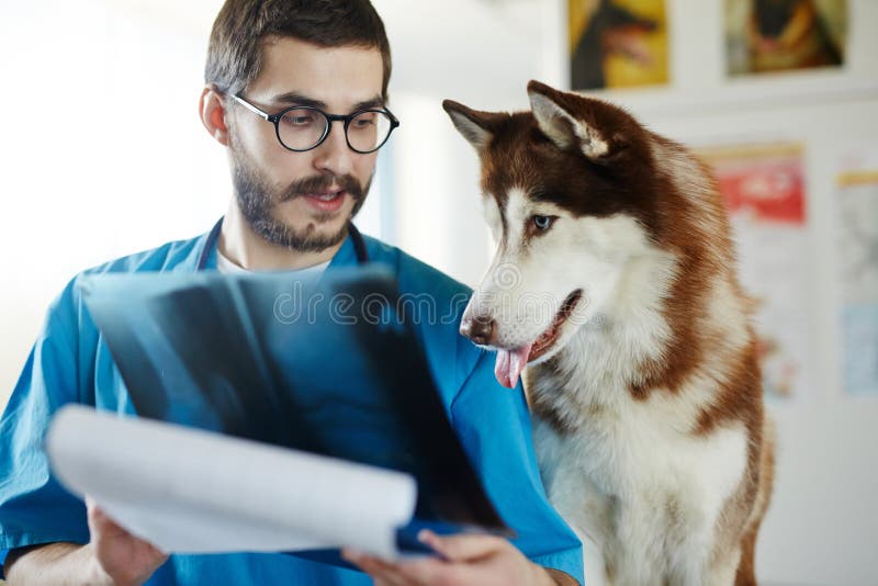 Vet radiologist stock photo. Image of attention, physician - 93682818
