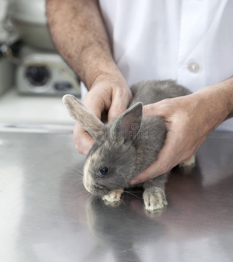 Rabbit at Vet Clinic stock image. Image of professional - 15835289