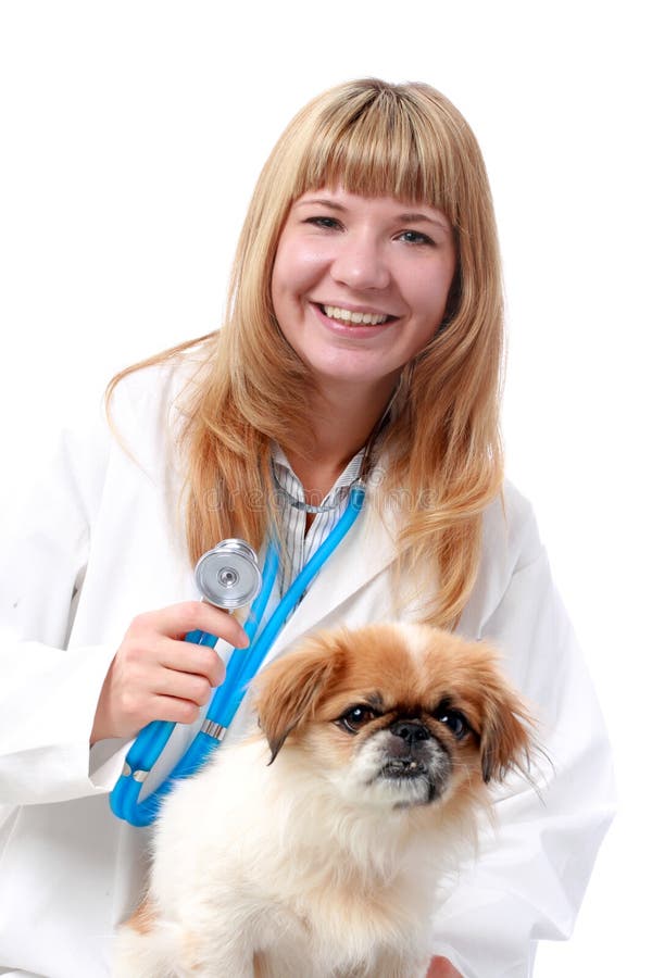 Vet with dog stock photo. Image of medicine, care, assistant - 31353732