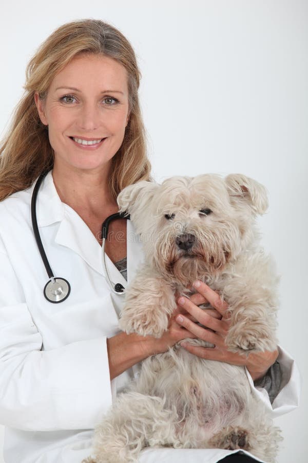 Veterinarian with dog. stock photo. Image of animal, photograph - 2045658