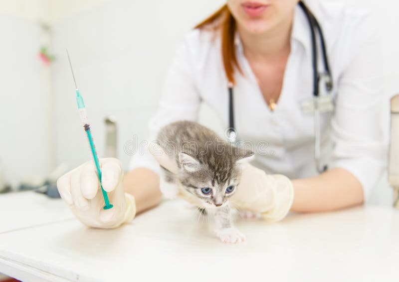 Vet with Syringe Doing Vaccination Cat Stock Image - Image of illness ...