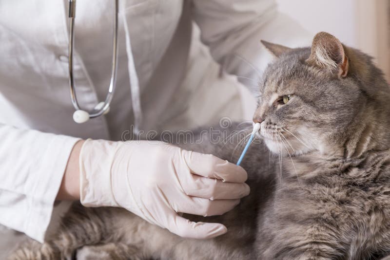 Vet taking cat`s swab stock photo. Image of care, healthcare - 87958694