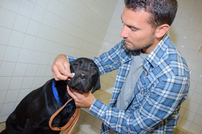 Vet treating dog stock image. Image of rescue, injury - 234076249