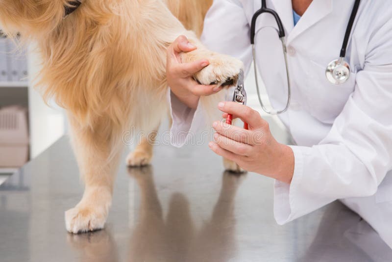 Vet Using Nail Clipper on a Labrador Stock Photo - Image of mature ...