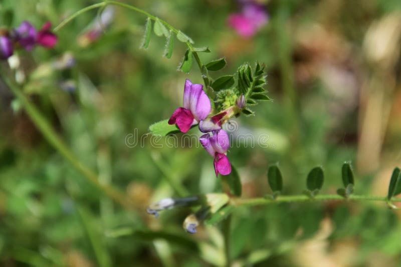 Vetch stock photo. Image of closeup, common, leaved - 114192282