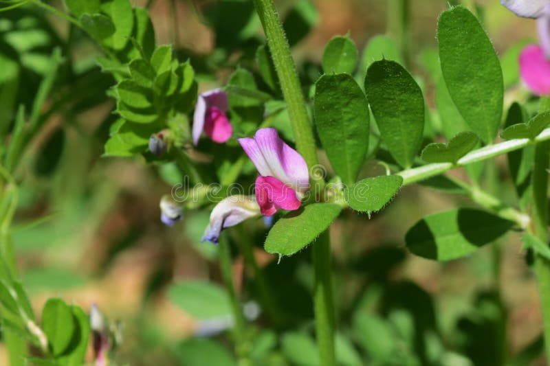 Vetch stock photo. Image of blooming, pretty, closeup - 114192320