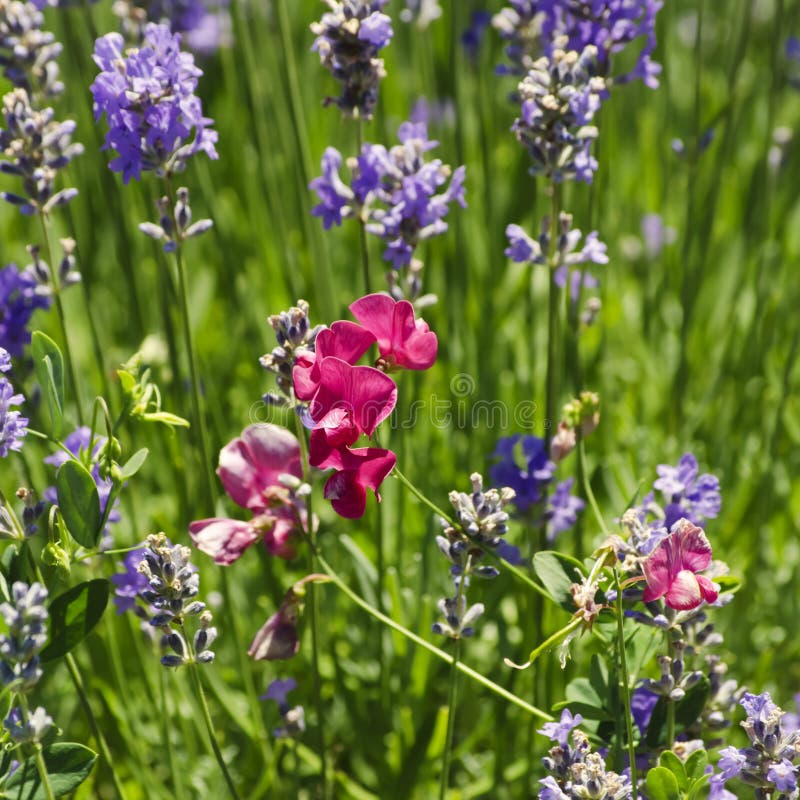 Vetch Flower stock image. Image of bloom, field, blossom - 42723789
