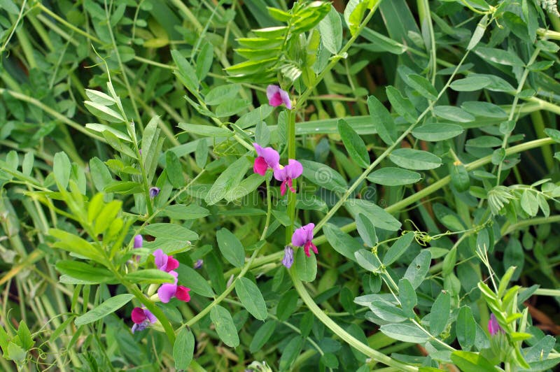 Vetch Sowing Vicia Sativa Grows in the Field Stock Photo - Image of ...