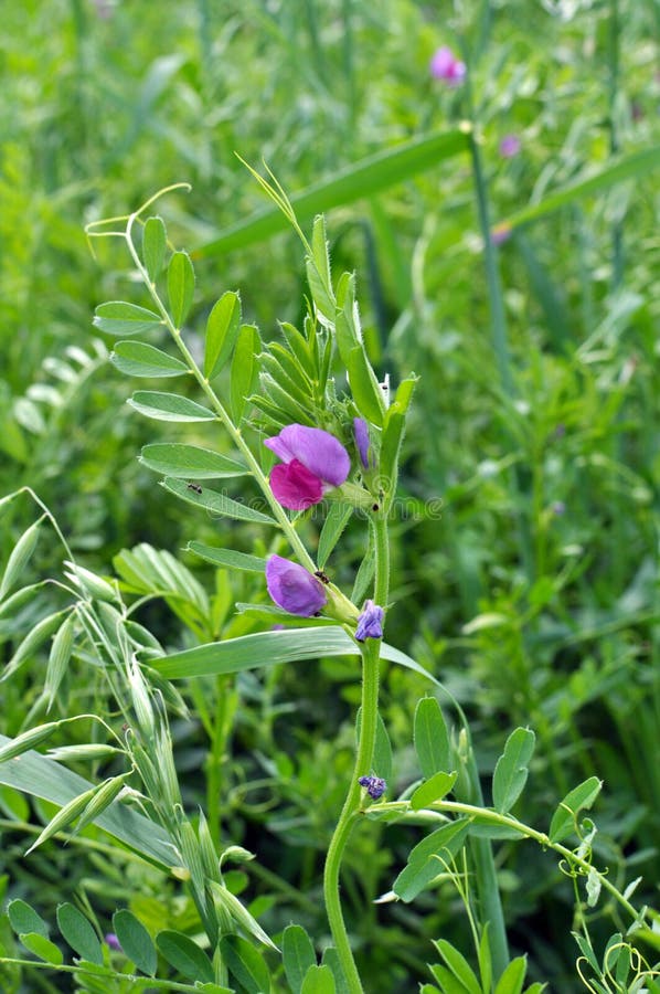Vetch Sowing Vicia Sativa Grows in the Field Stock Photo - Image of ...