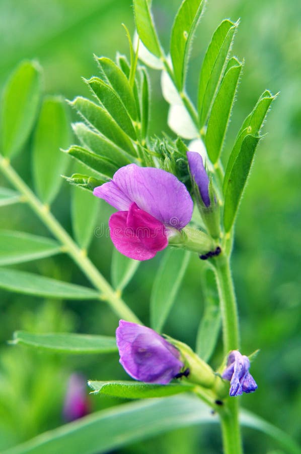 Vetch Sowing Vicia Sativa Grows in the Field Stock Photo - Image of ...