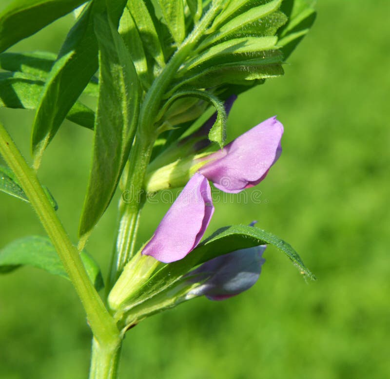 Vetch Vicia Sativa Grows in the Field Stock Image - Image of bloom ...