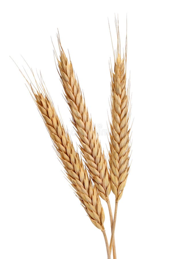 Vete tre fotografering för bildbyråer. Bild av plockning - 26571771