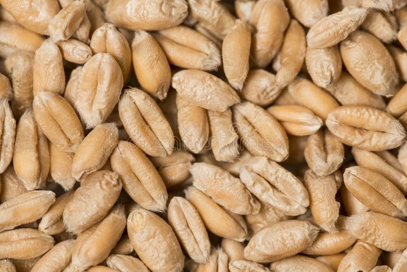 Vetekorn arkivfoto. Bild av avbrotts, skiva, medf8ort - 100701110