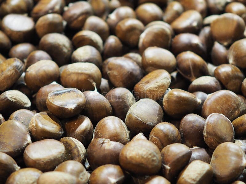 Veteran Brown Hard Shell Fruit Stock Photo - Image of hard, brown ...