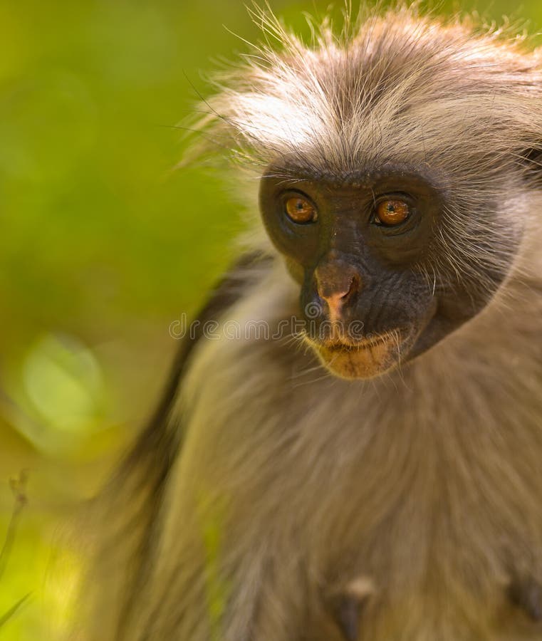 Veteran Zanzibar Red Colobus Stock Photos - Free & Royalty-Free Stock ...