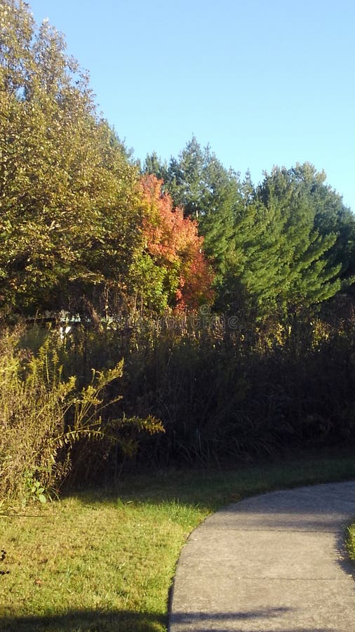 Veterans Memorial Tree Park Stock Image - Image of veterans, memorial ...