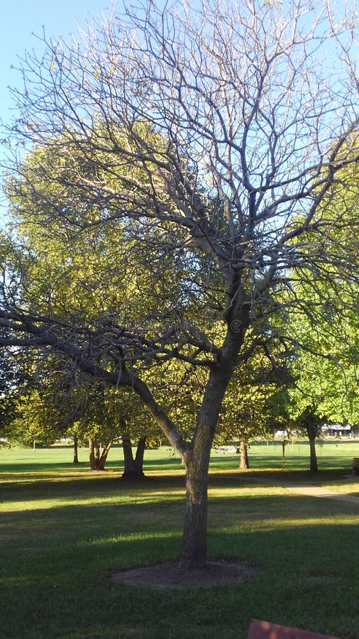 Veterans Memorial Tree Park Stock Image - Image of park, small: 165101233