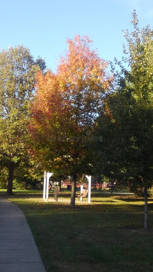 Veterans Memorial Tree Park Stock Image - Image of veterans, park ...
