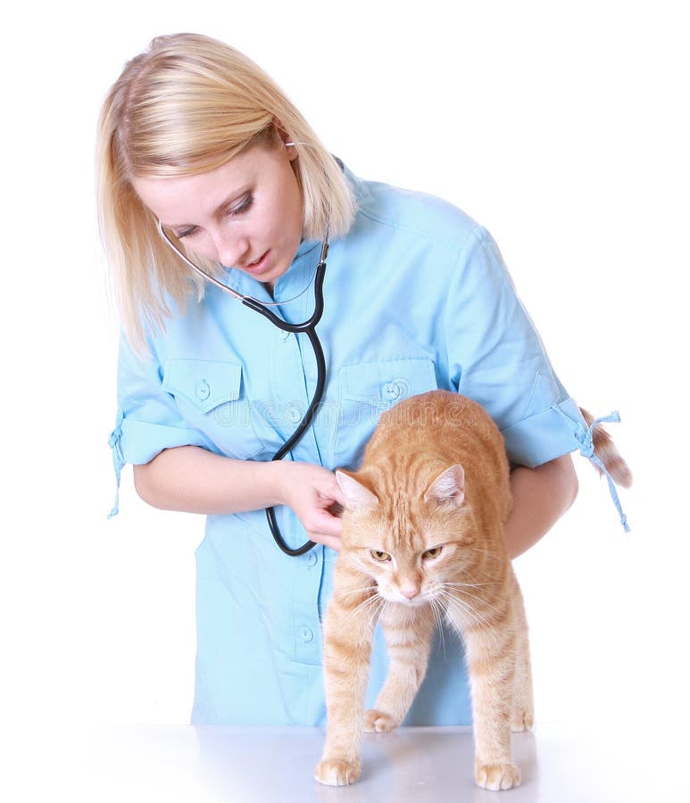 Veterinarian stock photo. Image of gloves, health, people - 11517014