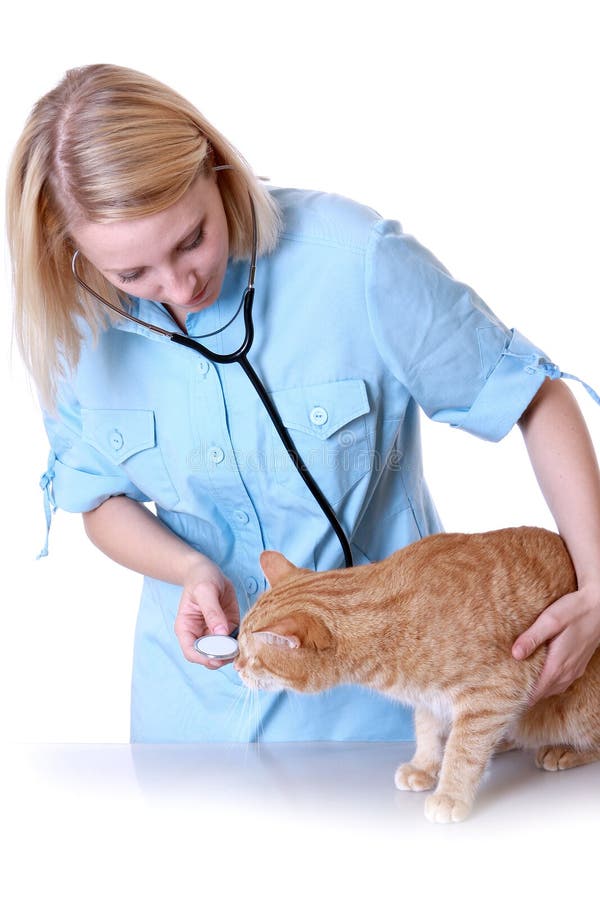 Veterinarian stock photo. Image of exam, diagnose, professional - 11517018