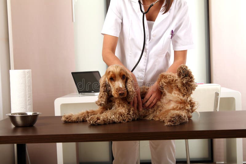 Veterinarian stock photo. Image of veterinarian, spaniel - 15654188