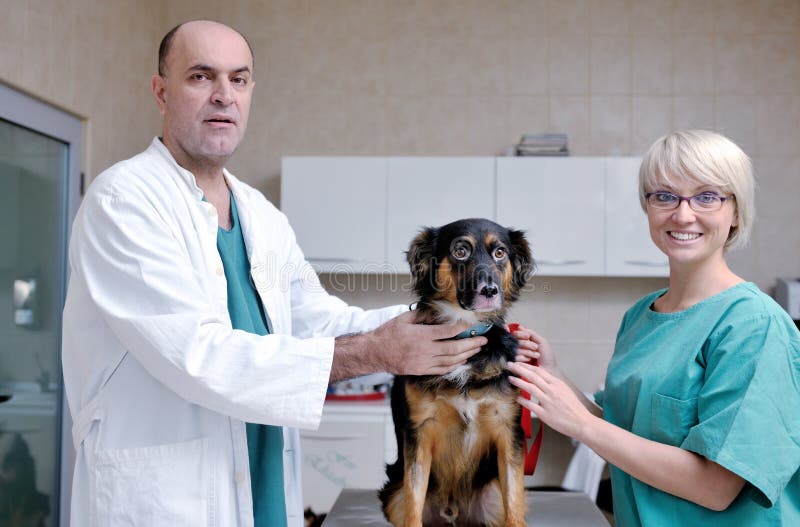 892 Animal Hospital Team Stock Photos - Free & Royalty-Free Stock ...