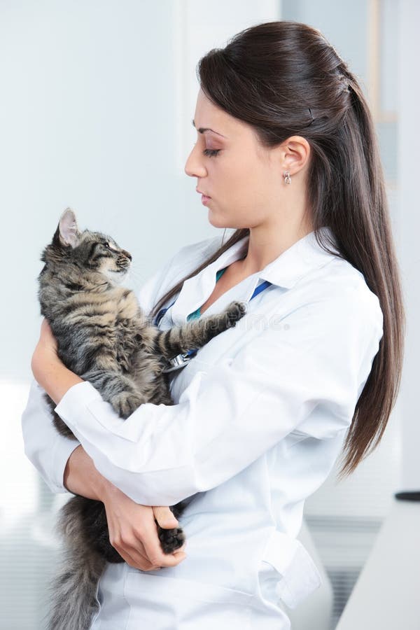 Veterinarian with a cat stock image. Image of feline - 34896273