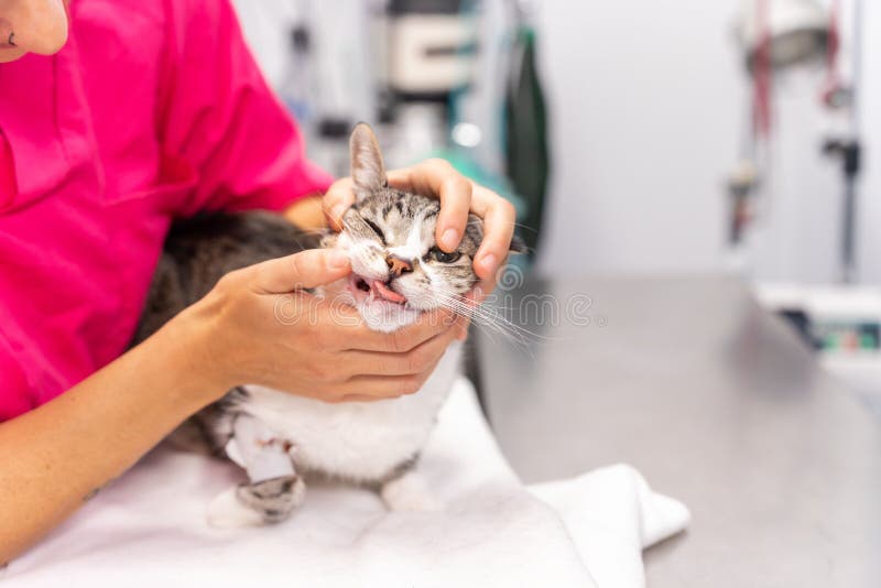 Veterinarian with a Cat on the Operating Table Checking Its Teeth at ...