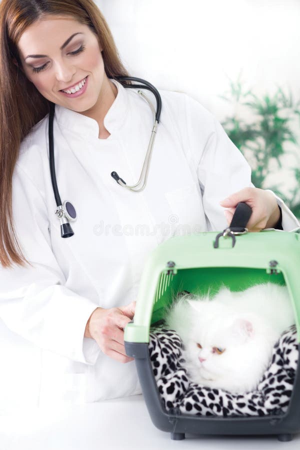 Veterinarian and cat stock photo. Image of care, beautiful - 35584526