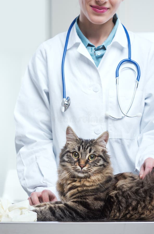 Veterinarian and Cat stock image. Image of feline, young - 36697361