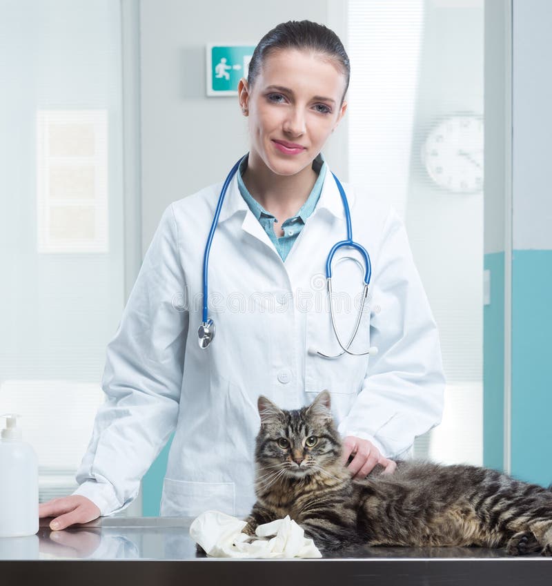 Veterinarian and Cat stock image. Image of scrubs, domestic - 37874567
