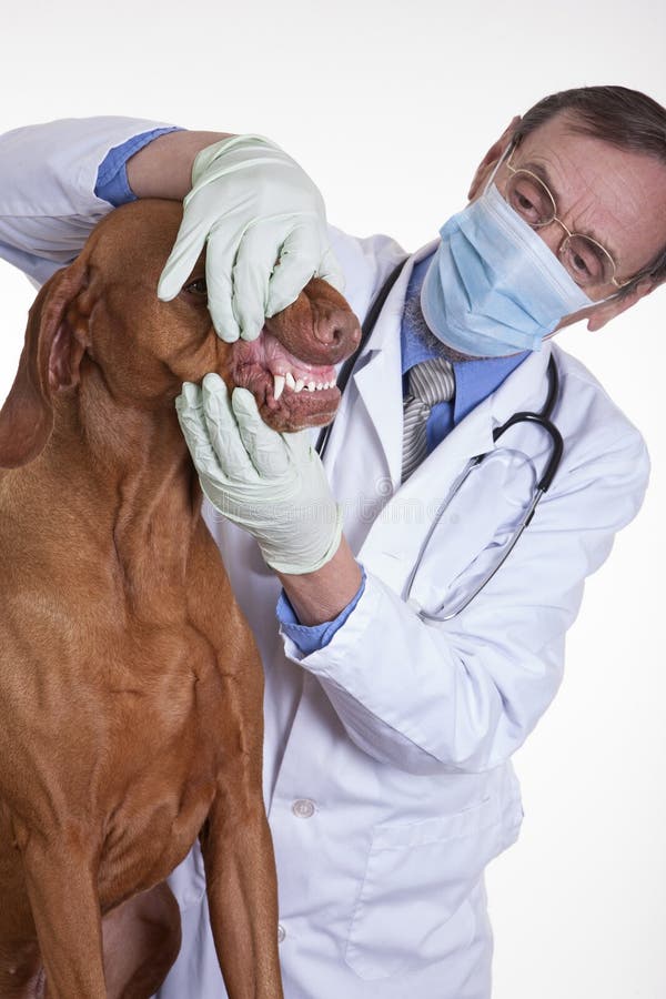 Veterinarian Checking Dogs Teeth Stock Image - Image of examination ...