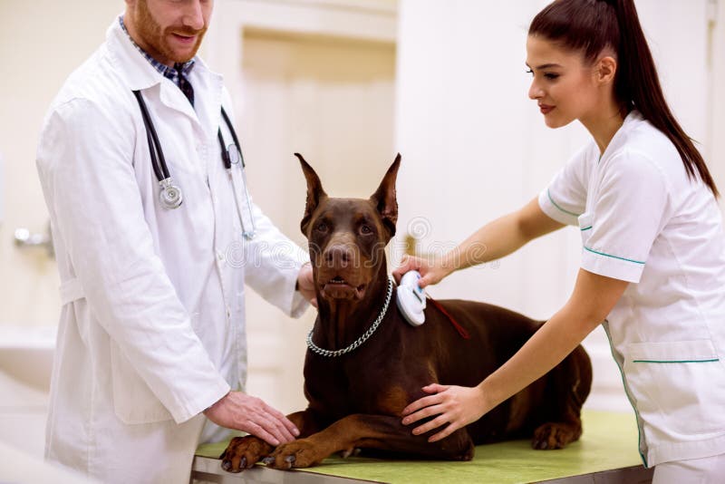 Veterinarian Control and Reading Chip from Dogs Neck Stock Image ...