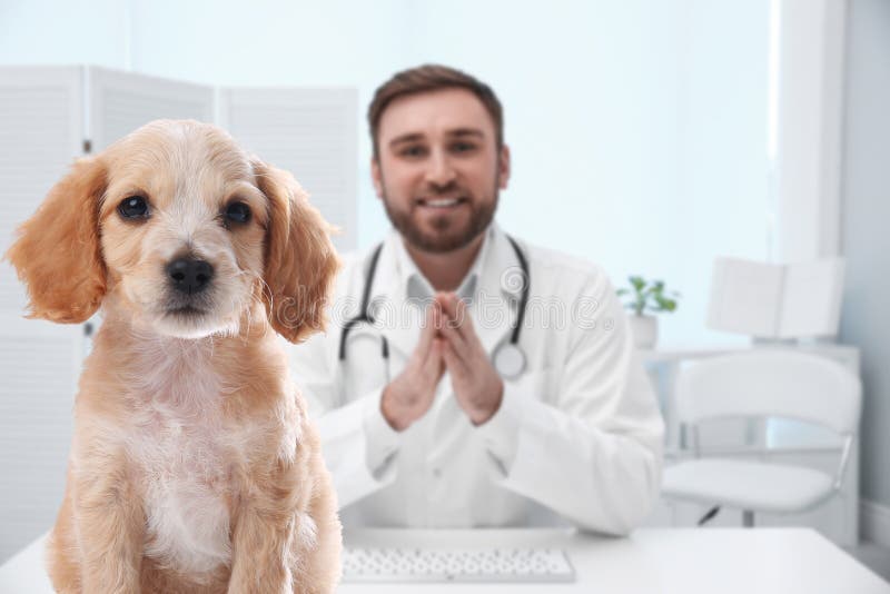 Veterinarian Doc with Adorable Dog in Clinic Stock Image - Image of ...
