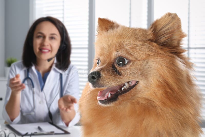 Veterinarian Doc with Adorable Dog in Clinic Stock Photo - Image of ...