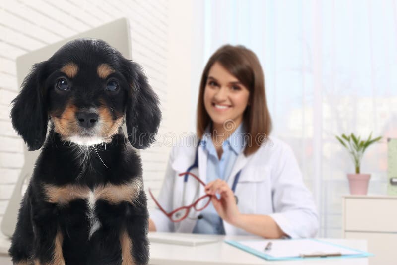 Veterinarian Doc with Adorable Dog in Clinic Stock Photo - Image of ...