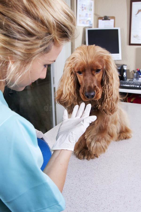 Veterinarian Doctor stock image. Image of office, veterinarian - 14383967