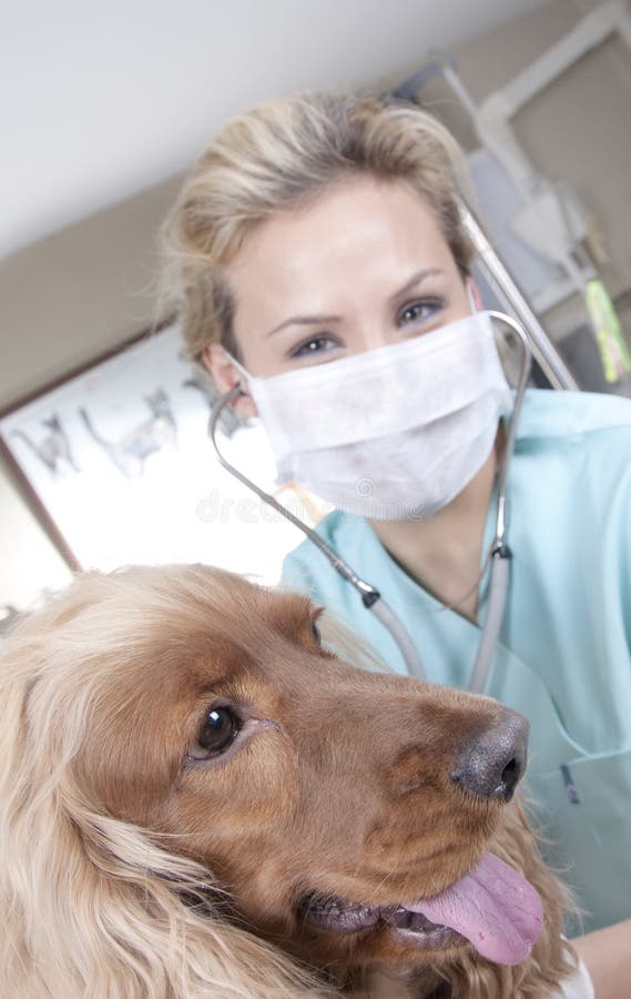 Veterinarian Doctor stock image. Image of medic, breed - 14384055