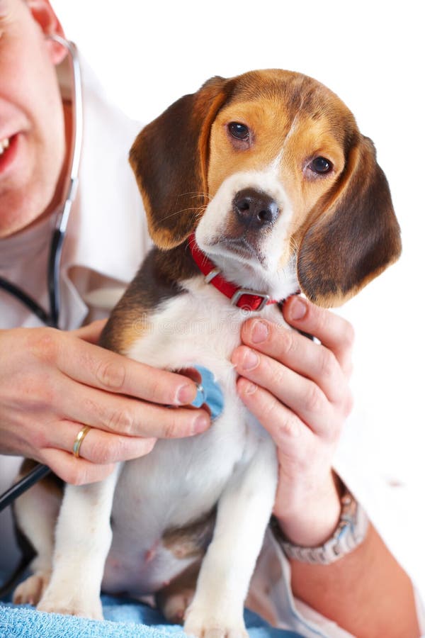 Veterinarian Doctor and a Beagle Puppy Stock Photo - Image of health ...