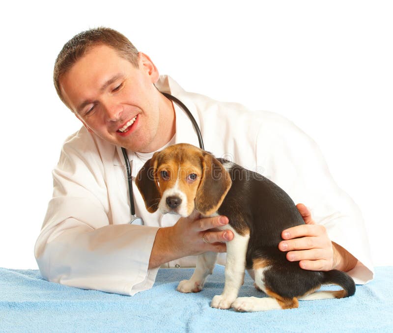 Veterinarian Doctor and a Beagle Puppy Stock Photo - Image of ...