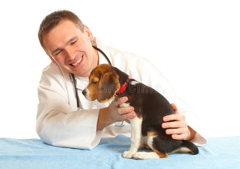 Veterinarian Doctor and a Beagle Puppy Stock Image - Image of mask ...