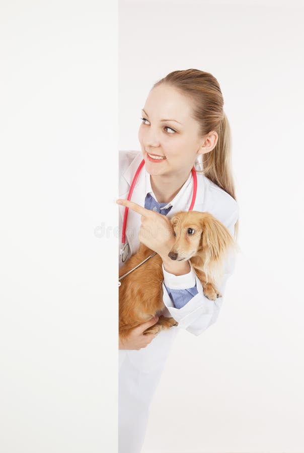 Veterinarian Doctor with Dog Stock Photo - Image of health, copy: 26049072
