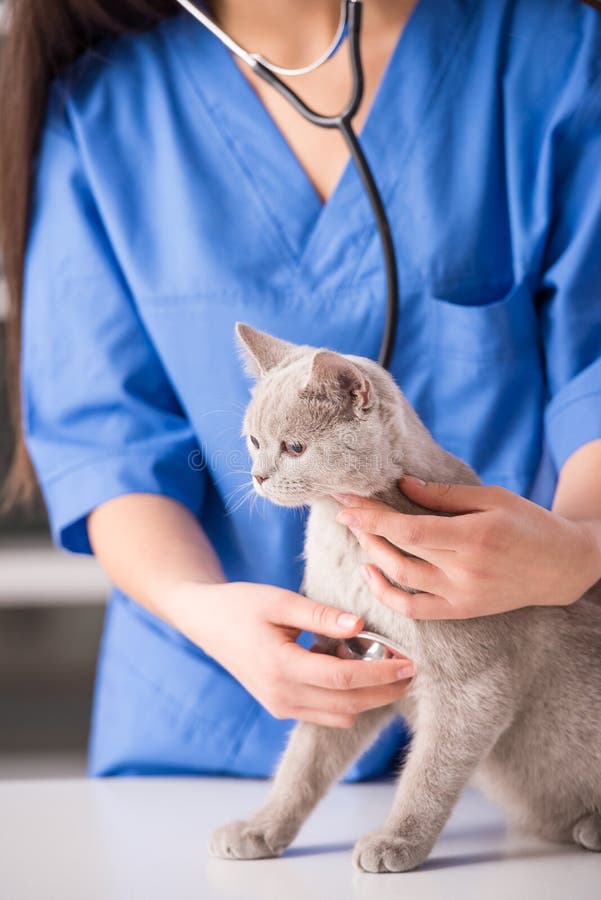 Veterinarian stock image. Image of domestic, holding - 49688259