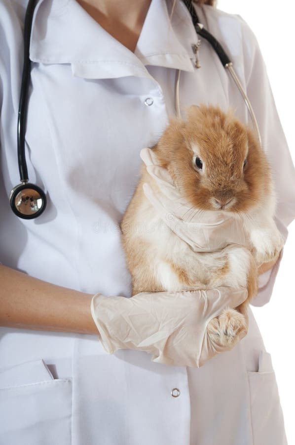 Veterinarian Examining a Rabbit Stock Photo - Image of health, mammal ...
