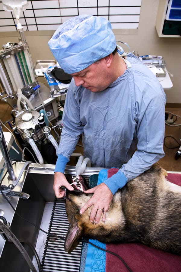 Veterinarian with Dog Pre-operation Stock Image - Image of veterinary ...