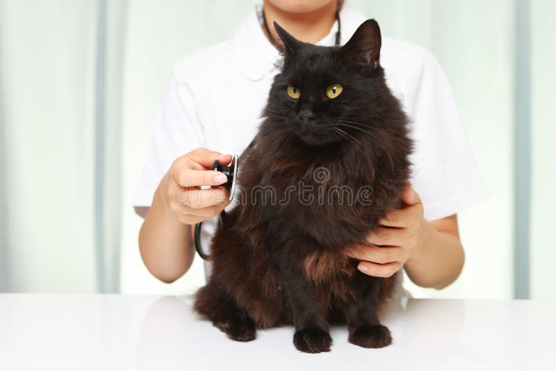 Veterinarian Female Check Fluffy Cat on Table for Investigations, Calm ...