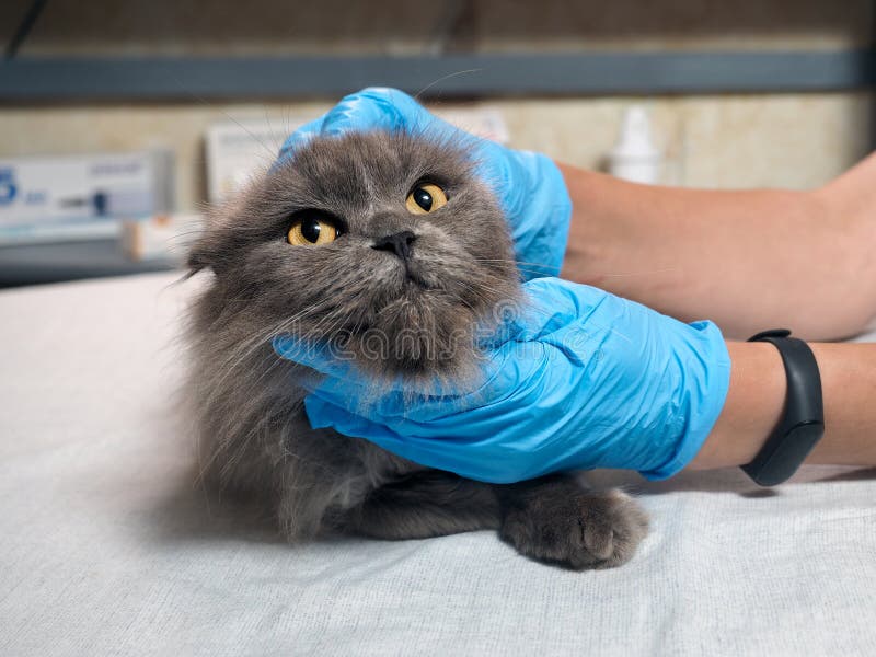 Veterinarian Examines a Disgruntled Cat Stock Image - Image of animal ...