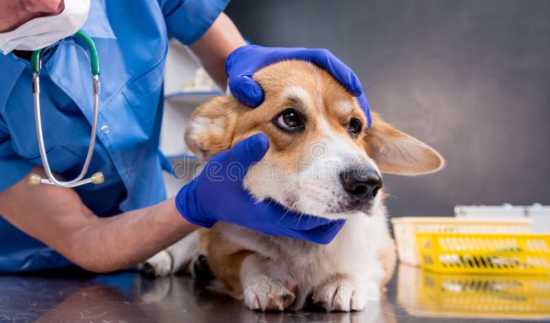 Veterinarian Examines The Ears Of A Sick Corgi Dog Stock Image - Image ...