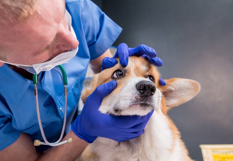 Veterinarian Examines the Ears of a Sick Corgi Dog Stock Image - Image ...