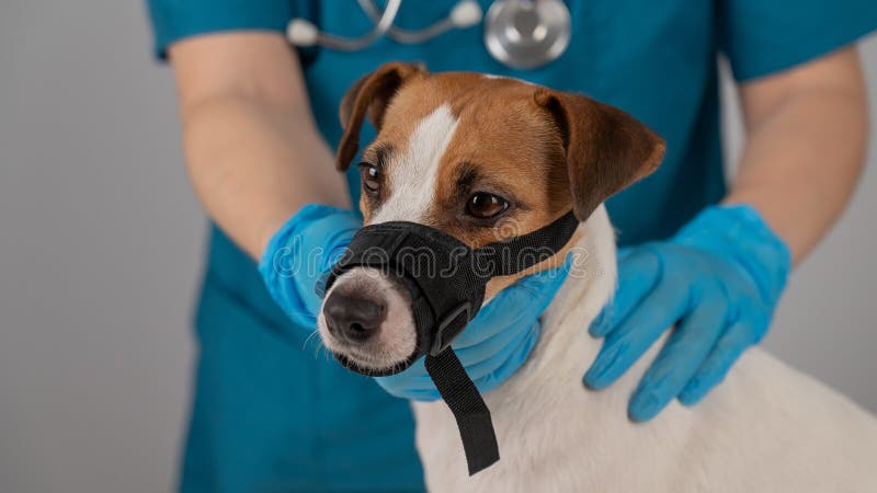 A Veterinarian Examines a Jack Russell Terrier Dog Wearing a Cloth ...